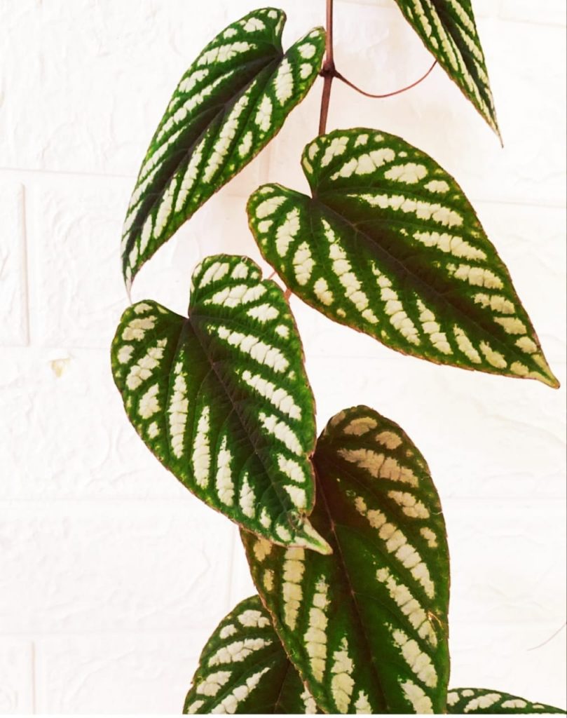 Cissus Discolor - Aroid Nursery